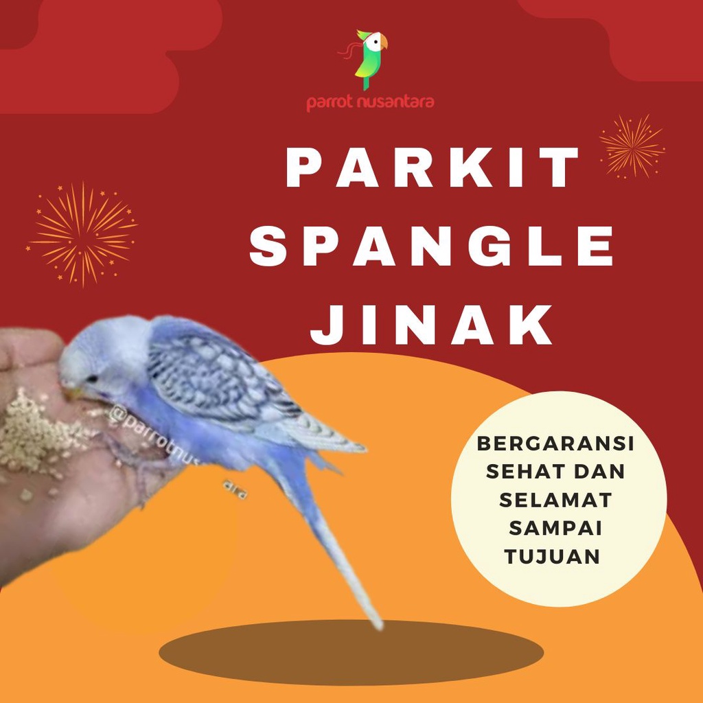 Jual burung parrot parkit jinak spangle spangel | Shopee Indonesia