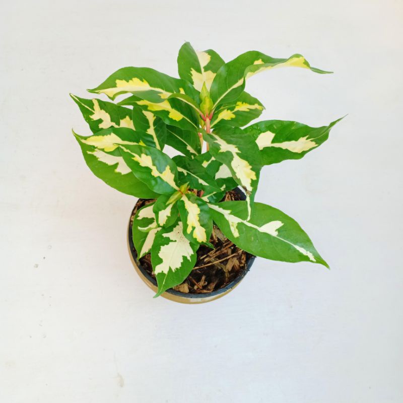 Jual Grapthophyllum Pictum / Handeuleum Variegata tanaman cantik langka ...