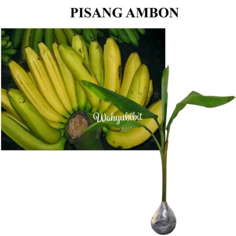 Jual bibit pisang Ambon benih pohon tanaman buah bisa untuk tabulampot ...