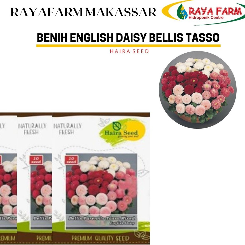 Jual BENIH BUNGA ENGLISH BELLIS TASSO - HAIRA SEED | Shopee Indonesia