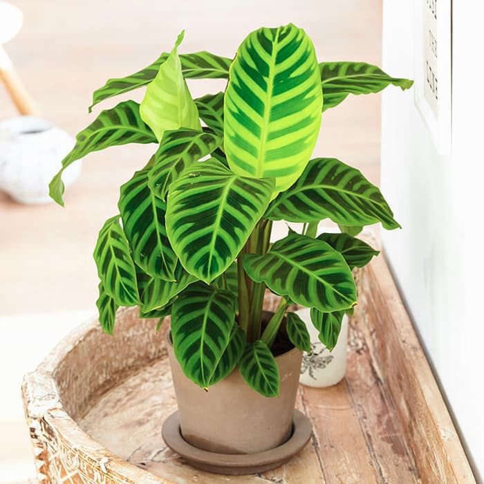 Jual Tanaman Calathea Zebrina ( Zebra Hijau ) | Shopee Indonesia