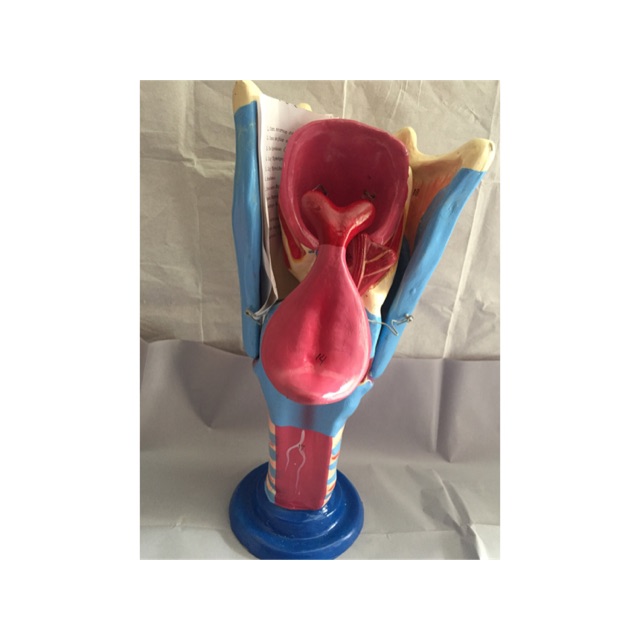 Jual Tenggorokan manusia / Jakun manusia /alat peraga pendidikan /model ...