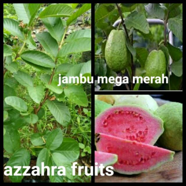 Jual Jambu mega merah | Shopee Indonesia