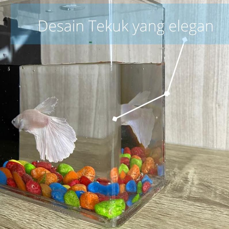Jual ۩ PROMO AKUARIUM / AQUARIUM / SOLITER IKAN CUPANG MEJA 5 SEKAT ...
