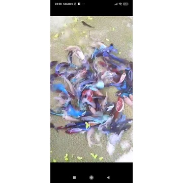 Jual cupang hm | Shopee Indonesia