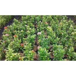Jual Bunga Soka Terlengkap & Harga Terbaru Mei 2024 | Shopee Indonesia