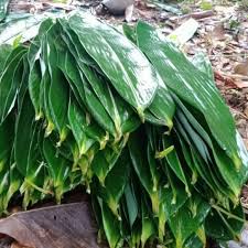 Jual daun bambu besar per helai (minimal pembelian 10 helai) | Shopee ...