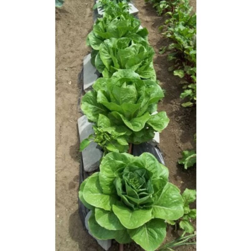 Jual benih selada salad GREEN ROMAINE 100an btr (REPACK) | Shopee Indonesia