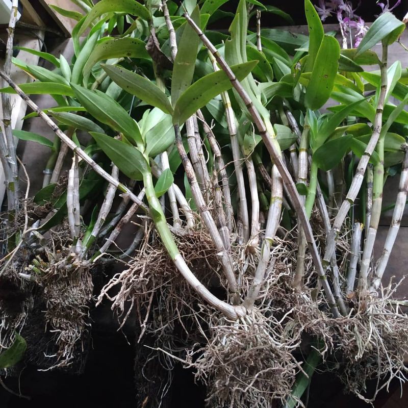 Jual PROMO tanaman angrek dendrobium superbien remaja siap berbunga ...