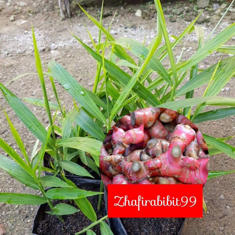 Jual Paket 3 Bibit Jahe Merah | Shopee Indonesia