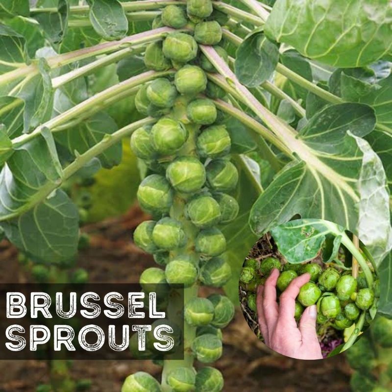 Jual Benih BRUSSEL (isi-2) Kubis Mini - Biji Bibit Sayur | Shopee Indonesia