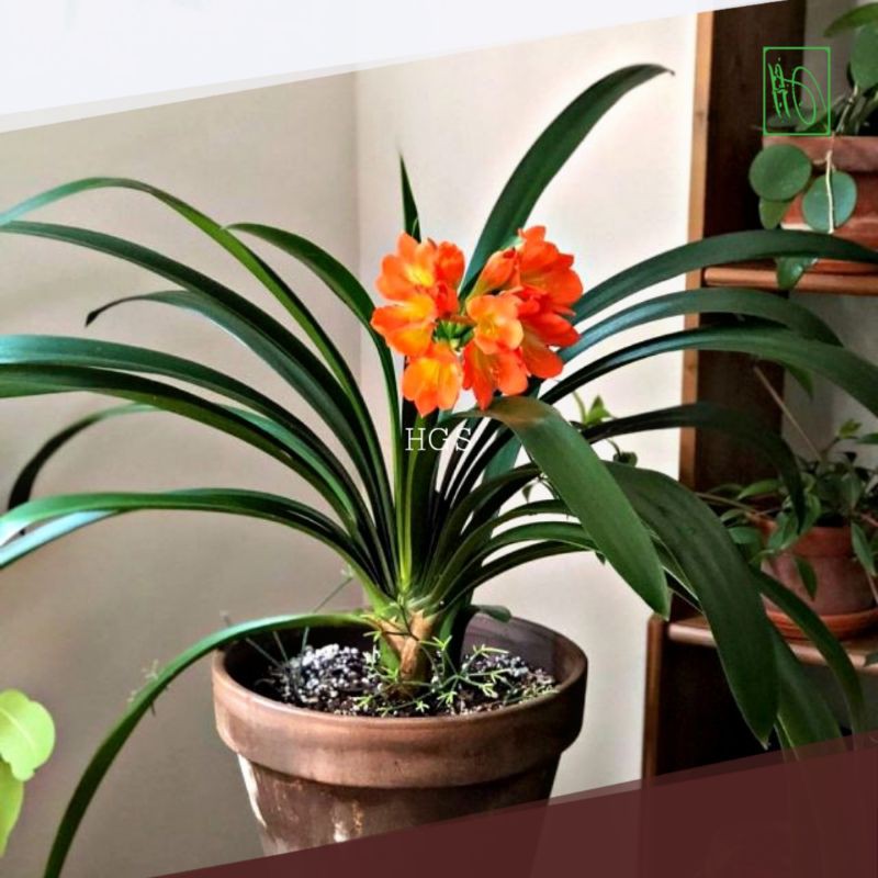 Jual Tanaman Bunga Clivia | Shopee Indonesia