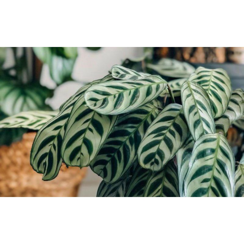 Jual calatea makoyana(maranta sepat) | Shopee Indonesia