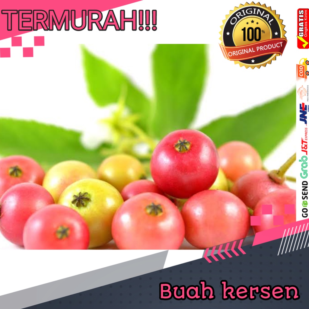 Jual Buah kersen buah talok buah cheri kersen 10 buah | Shopee Indonesia