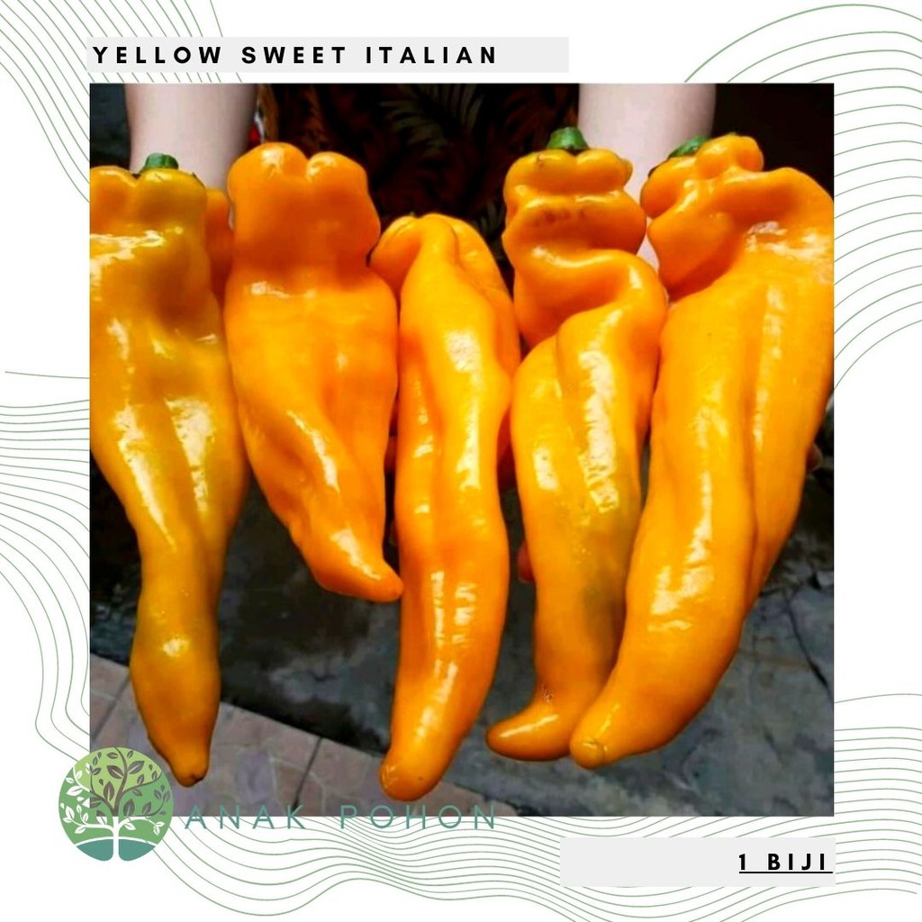 Jual Benih Bibit Biji - Cabai Yellow Sweet Italian Pepper Paprika Manis ...