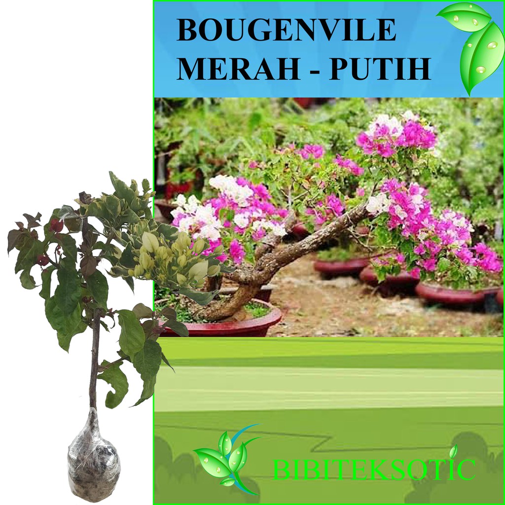 Jual Tanaman Bougenvile Kombinasi Warna Merah Putih (Tinggi 30-50 cm ...