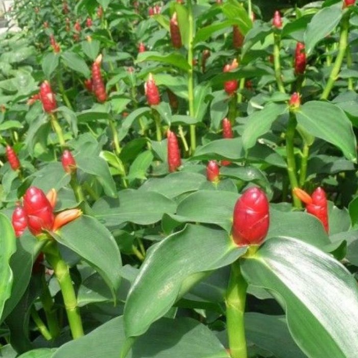 Jual Tanaman Pacing Merah | Shopee Indonesia