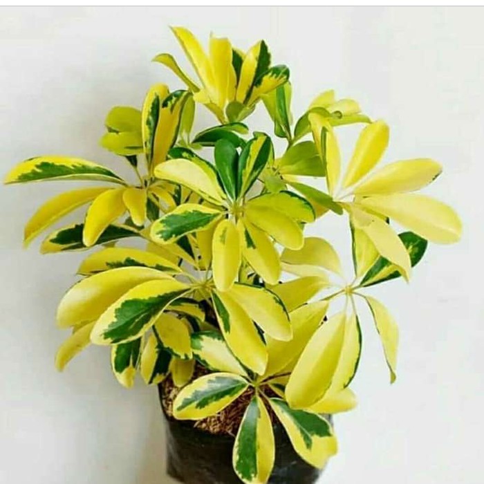 Jual Tanaman Walisongo Variegata (Schefflera Arboricola Variegata ...