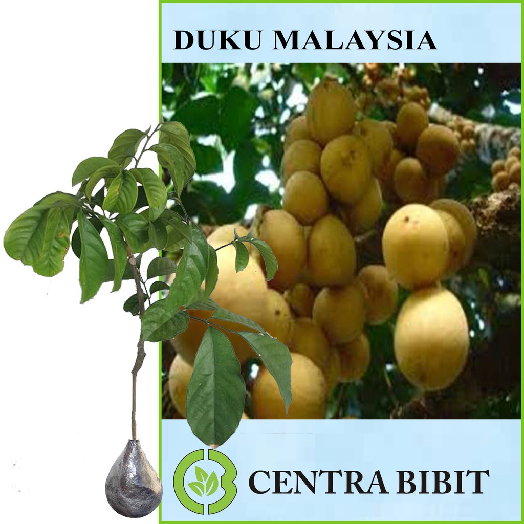 Jual Tanaman Buah Duku Malaysia ( Tinggi 40-60cm ) | Shopee Indonesia