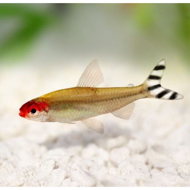 Jual Red Nose Tetra | Shopee Indonesia