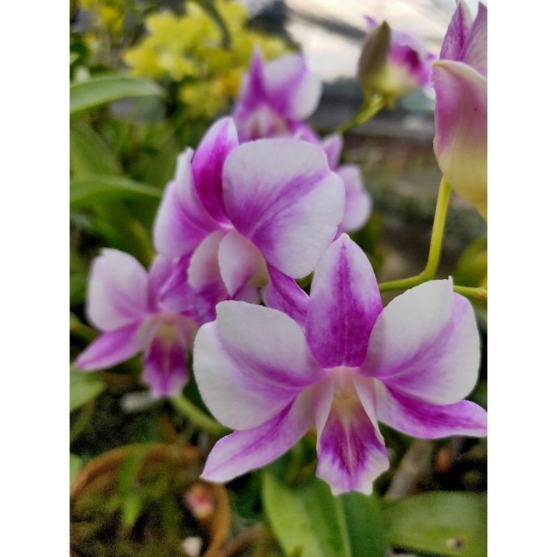Jual Anggrek Dendrobium Sripatum Splash | Shopee Indonesia