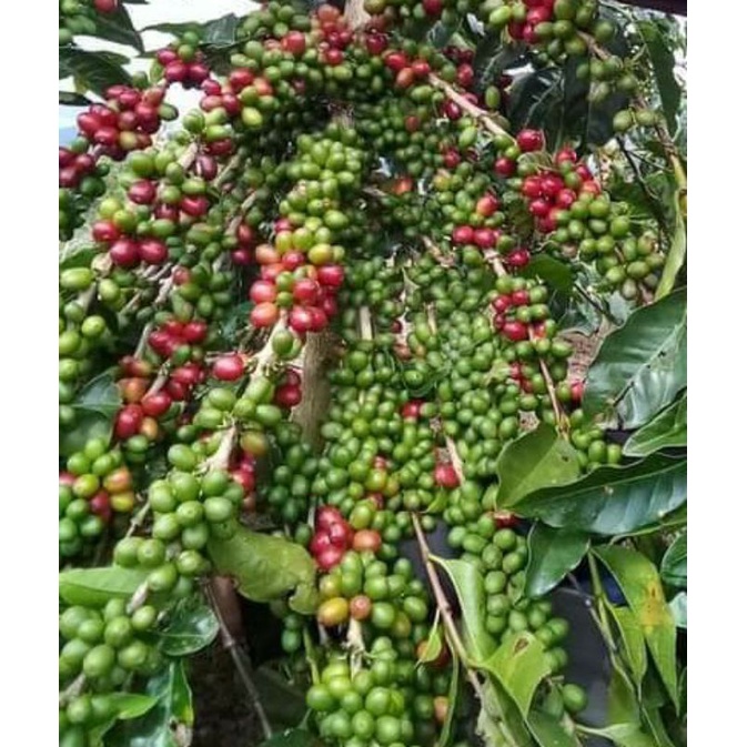 Jual BENIH KOPi ARABIKA ACEH GAYO LOKAL produksi kebun gayo quality / 1 ...