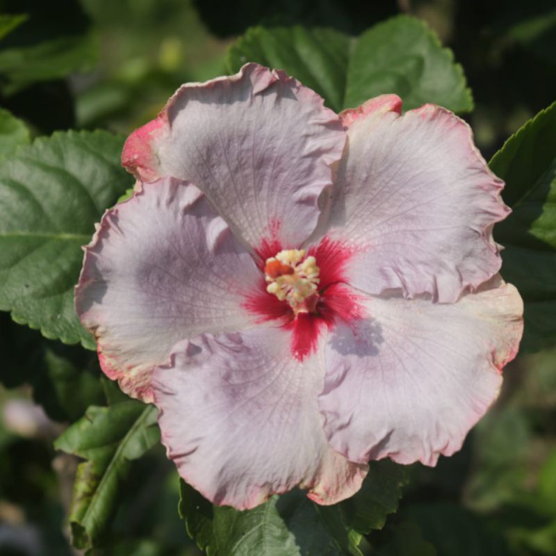 Jual Bunga langka Bunga sepatu Hibiscus warna baru N28 tanaman hidup ...