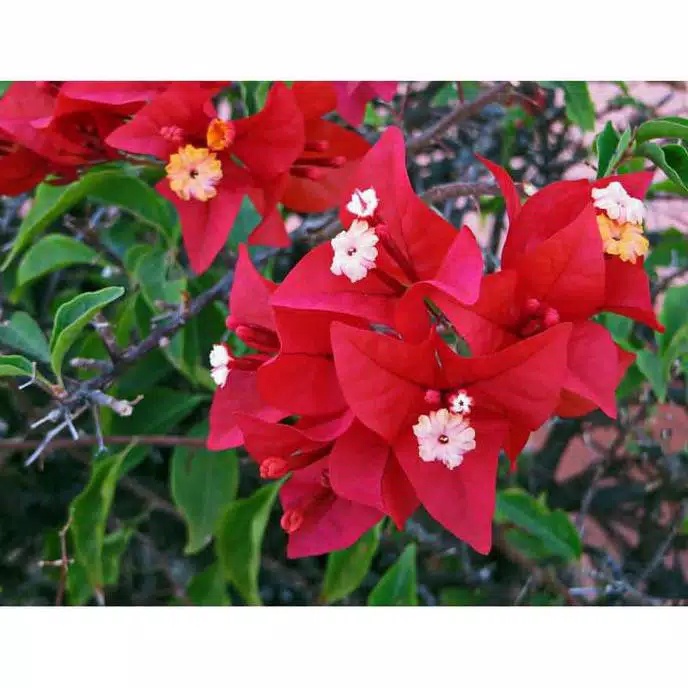 Jual Bibit Bunga Tanaman Hias Bunga Bougenvile Bunga Merah Kembang