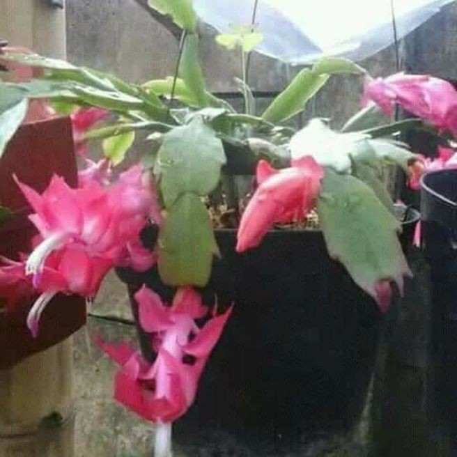 Jual Tanaman hias Wijaya kusuma bangkok bunga putih pink/ epiphyllum ...