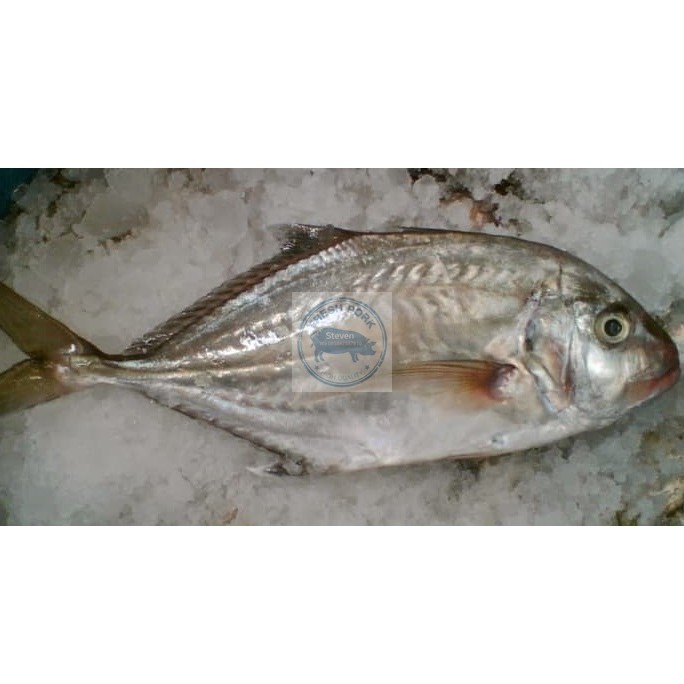 Jual IKAN KUWE SEGAR - FRESH GIANT TREVALLY FISH | Shopee Indonesia