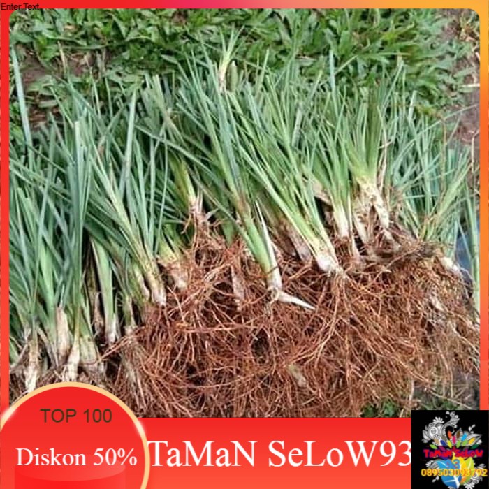 Jual pohon akar wangi/vertiver pohon anti longsur paket 5 pohon ...