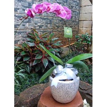 Jual [1 Plan] Bunga Anggrek Bulan Phalaenopsis, Fresh Orchid Bouquet ...