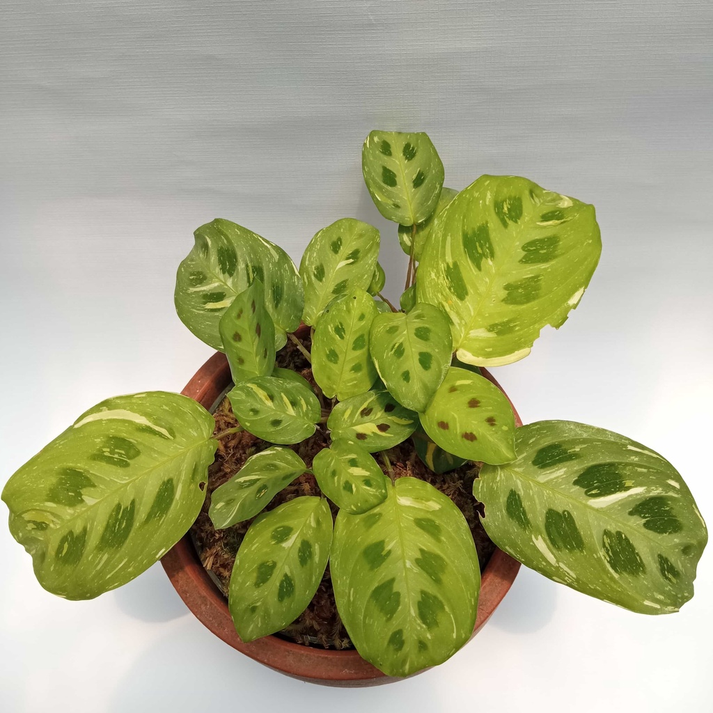 Jual Calathea Butterfly- Tanaman Hias Calathea - Butterfly - Calathea ...
