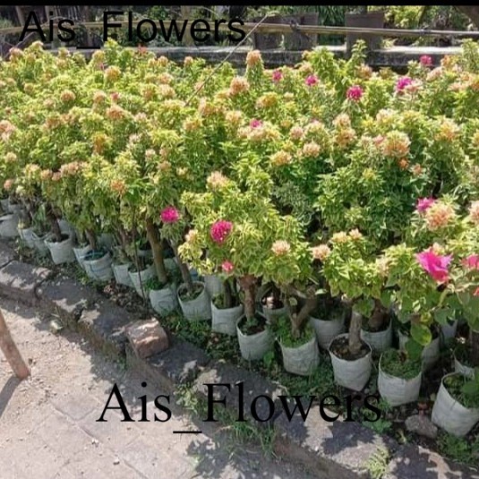 Jual bibit tanaman hias bunga bugenvil warna batang besar stek | Shopee ...
