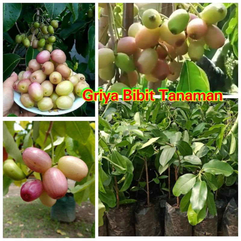Jual BIBIT BUAH JAMBLANG PUTIH JUWET PUTIH DUWET PUTIH Griya Bibit ...