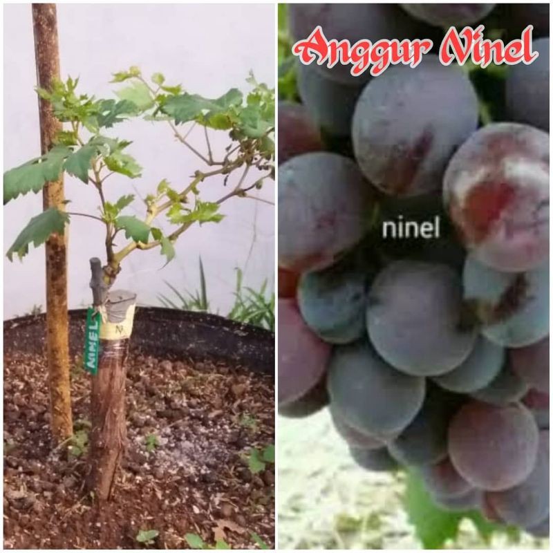Jual bibit tanaman anggur jenis ninel | Shopee Indonesia
