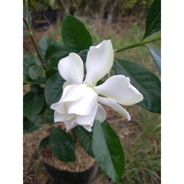 Jual tanaman hias kacapiring ( pecah piring) bunga harum sudah kuncup ...