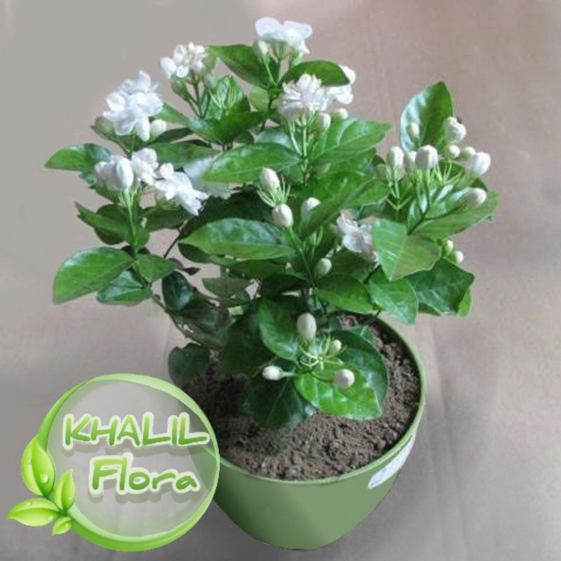 Jual Bunga Melati Hidup Asli / Tanaman Bunga Melati Wangi Melati ...