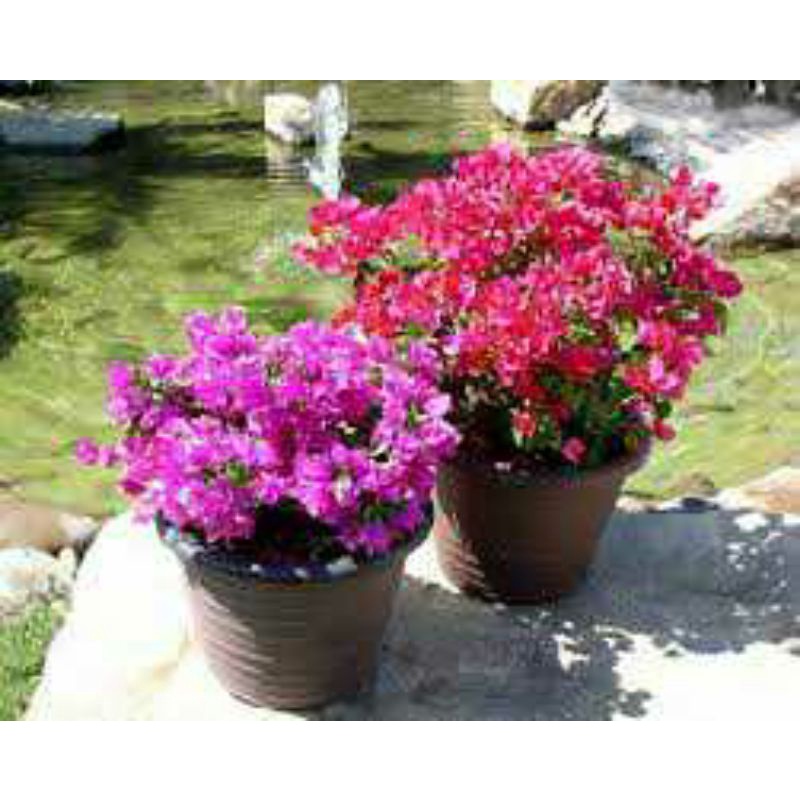 Jual paket 2 tanaman hias outdoor bunga hidup (bunga kertas)Bougenville ...