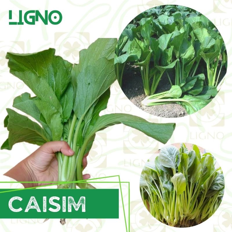 Jual Benih CAISIM (isi-70) - Bibit Biji Sayur Sawi | Shopee Indonesia