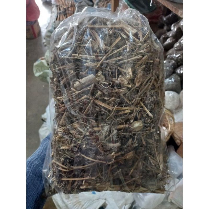 Jual Ciplukan Daun Cecendet Daun Kering Rempah Tradisional 500 gram ...