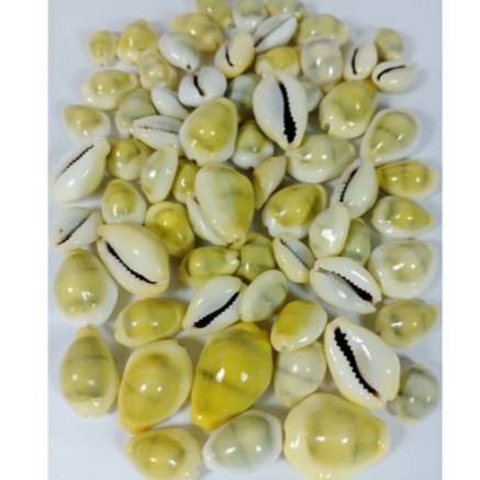 Jual Kewuk Kuning - Kuwuk Gajih - Kerang Congklak isi 100 gram | Shopee ...