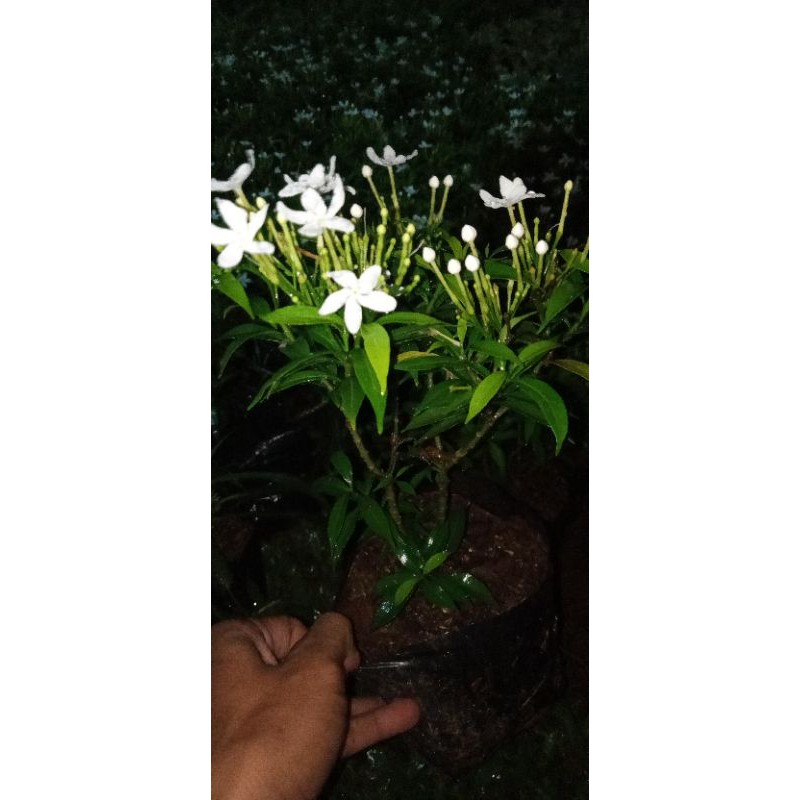 Jual pohon rambusa | Shopee Indonesia