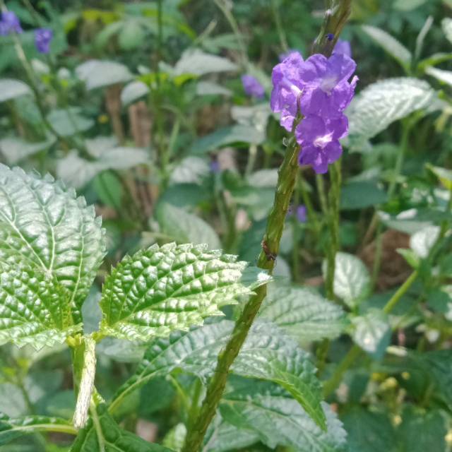 Jual Daun pecut kuda segar(500gram) | Shopee Indonesia