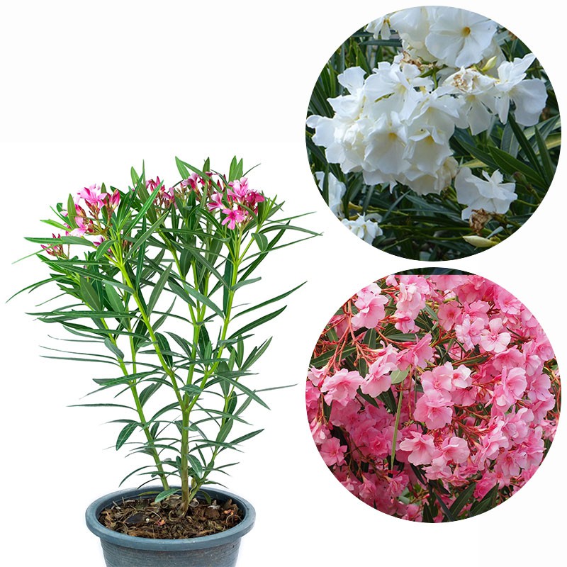 Jual Tanaman Hias Bunga Oleander ( Nerium ) | Shopee Indonesia