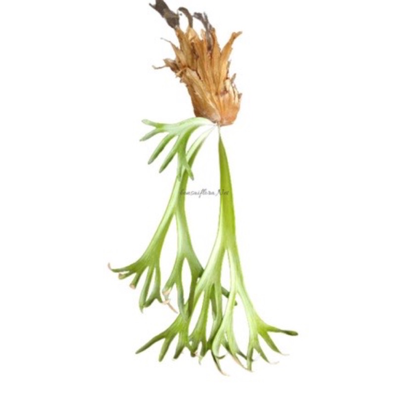 Jual Simbar Menjangan | Simbar Tanduk Rusa | Tanaman Paku | Tanaman ...