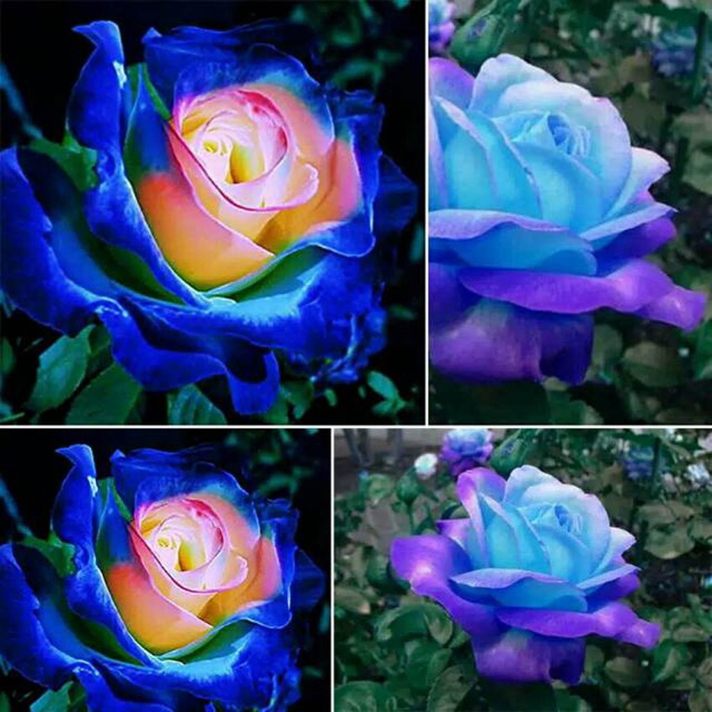 Jual 5 Biji Bibit Bunga Mawar Blue Pink Rose Import -- Biji Tanaman ...