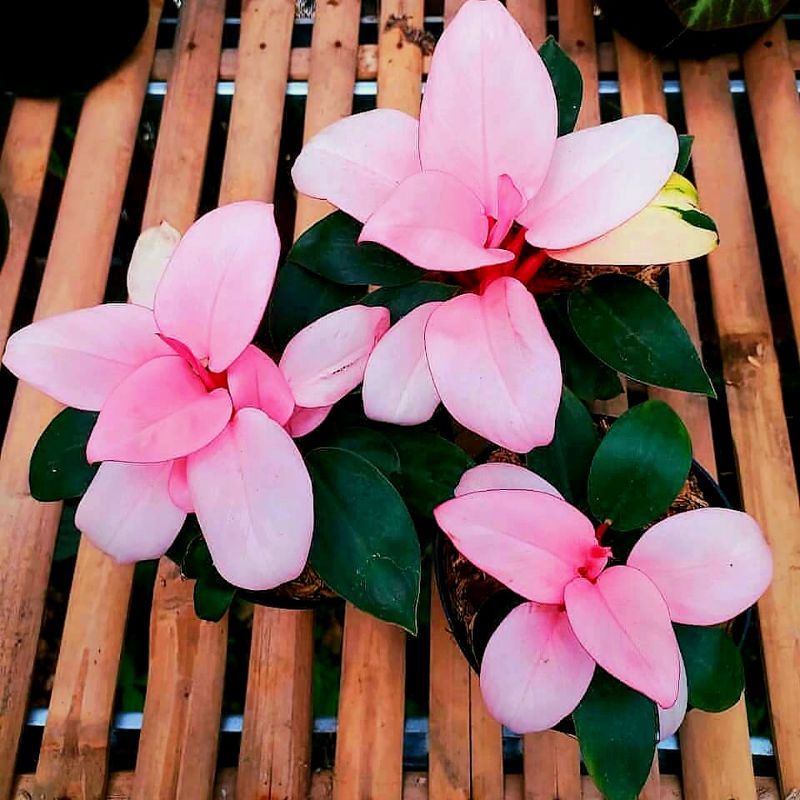 Jual TANAMAN HIAS PHILODENDRON PINK CONGO PHILO CONGO PINK TANAMAN ...