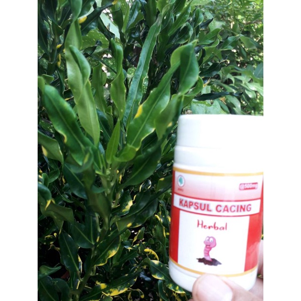 Jual Kapsul Cacing Herbal 50kapsul,obat Tipus | Shopee Indonesia