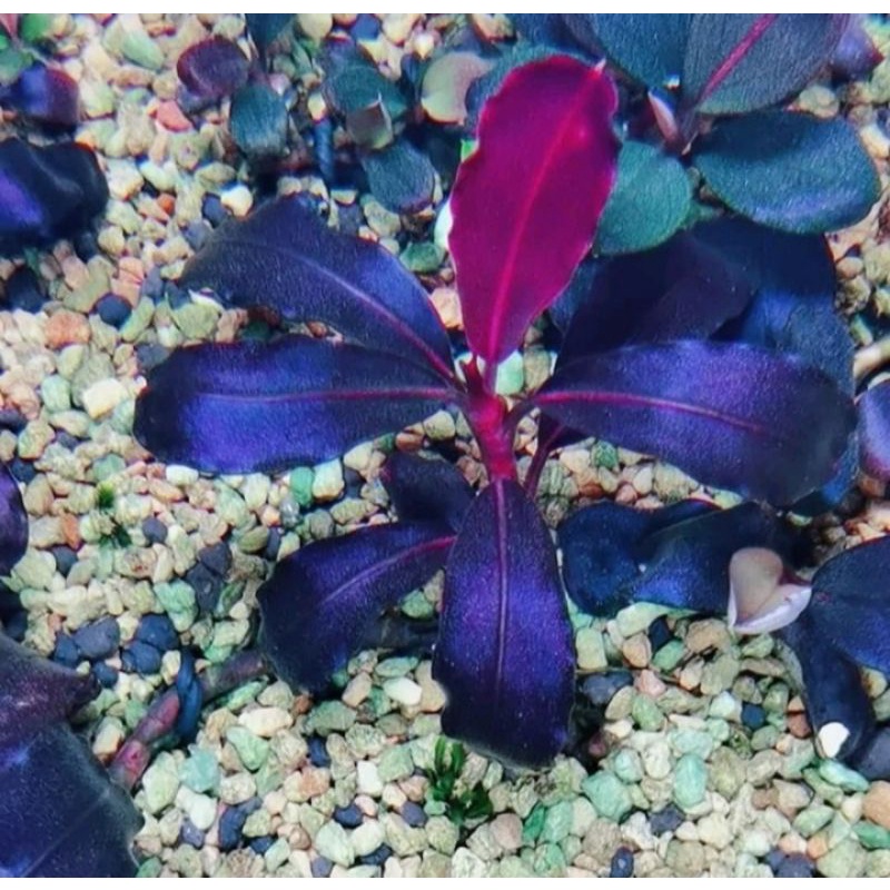 Jual bucephalandra bronie neo 10 rizom | Shopee Indonesia